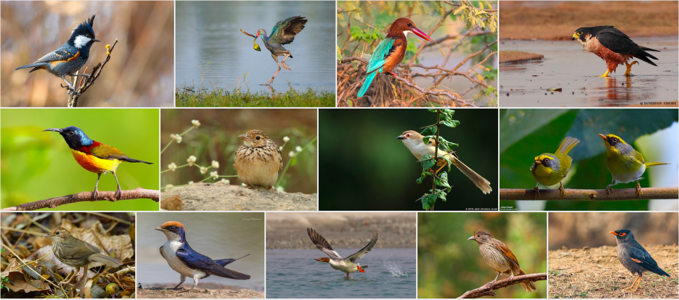 10 million bird observations from India - eBird India