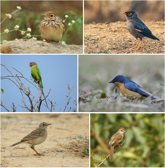 Monthly featured photos - eBird India