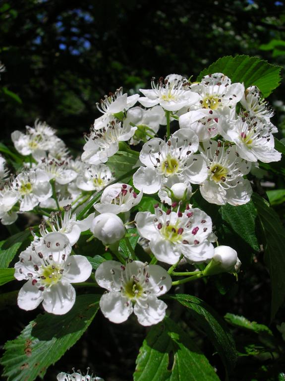 High-Elevation Birding in SWVA - Virginia Breeding Bird Atlas