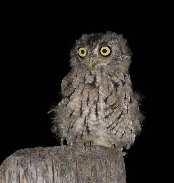 Year of the Night Birds - Prowling for Screech Owls - Virginia Breeding ...