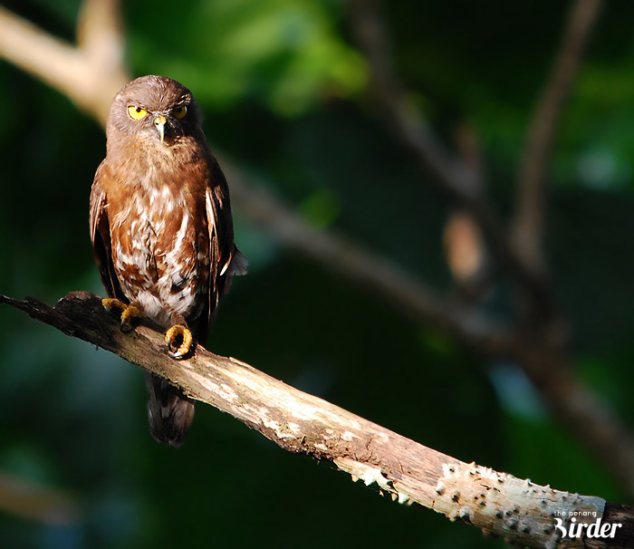 Daytime vocalization of a Brown Boobook - eBird Malaysia