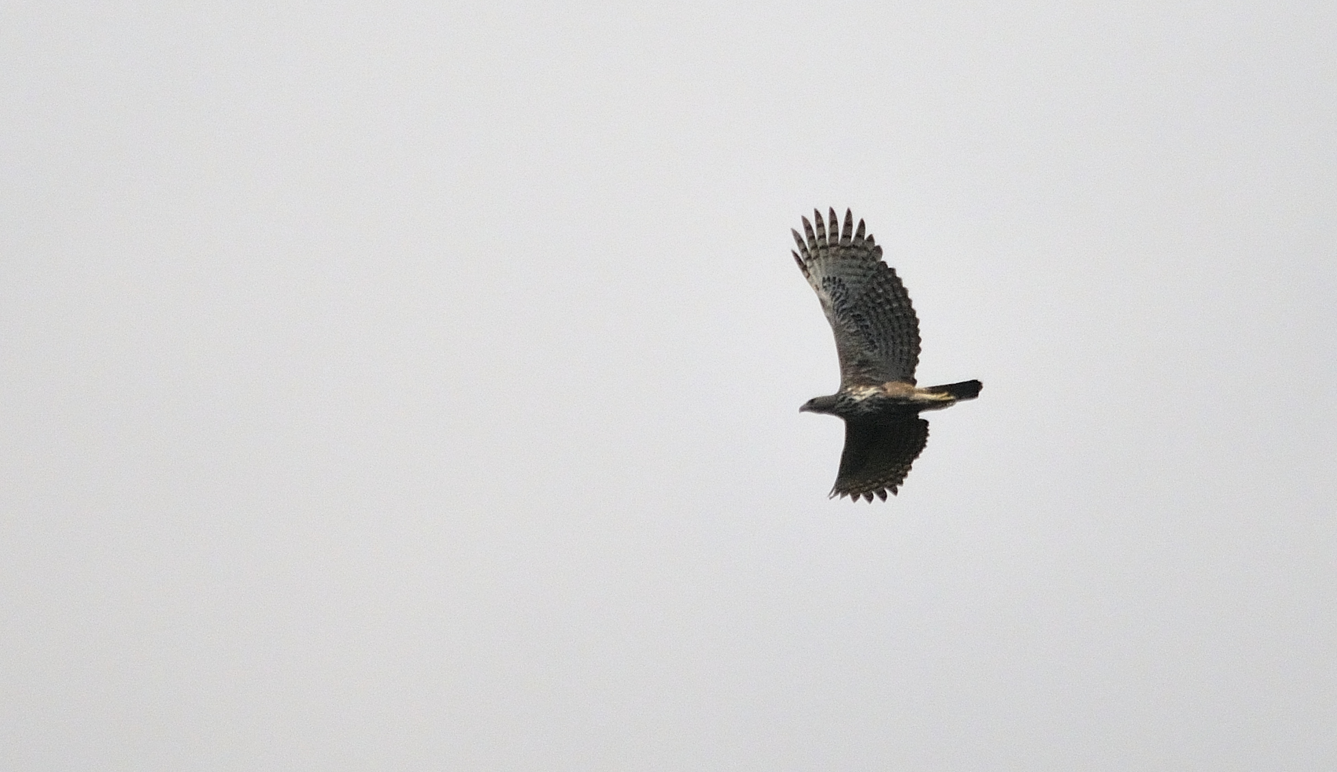 Nocturnal Hunting Behavior of Changeable Hawk-Eagle on Kitten - eBird ...