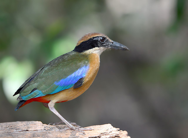 eBird Illustrated Checklists are here! - eBird Malaysia