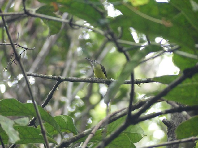 Summary of Morphometric Sexing of Chestnut-winged Babbler, Black-capped Babbler, Short-tailed ...