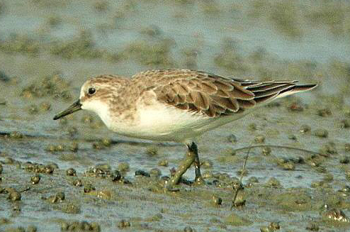 Change Species on your checklists - eBird Malaysia