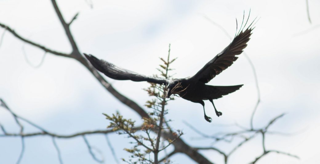 American Crow - Maine Bird Atlas
