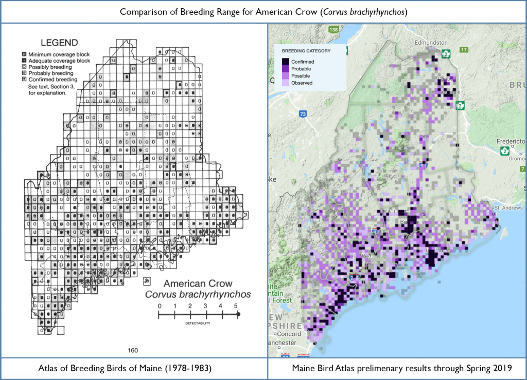 American Crow - Maine Bird Atlas