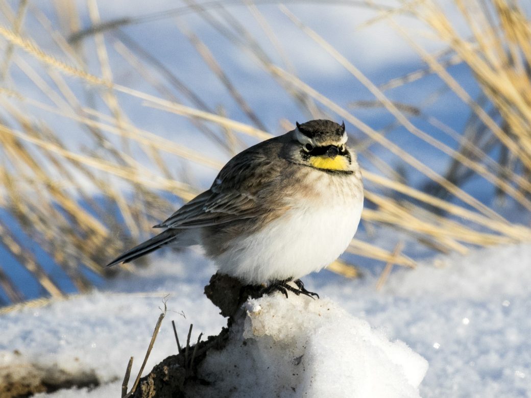 Bird Species Feature: Horned Lark - eBird Montana
