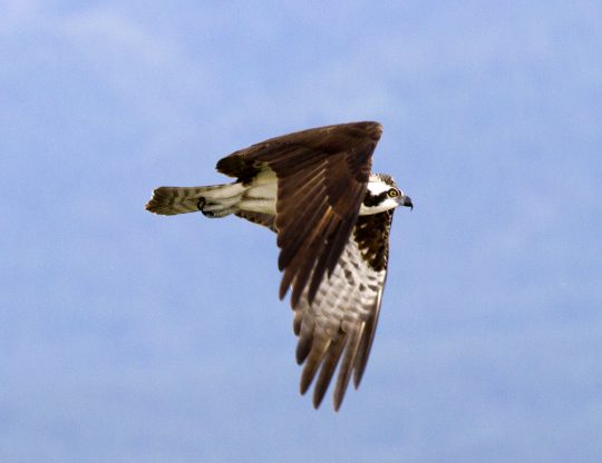 Osprey and Water Quality - Montana eBird
