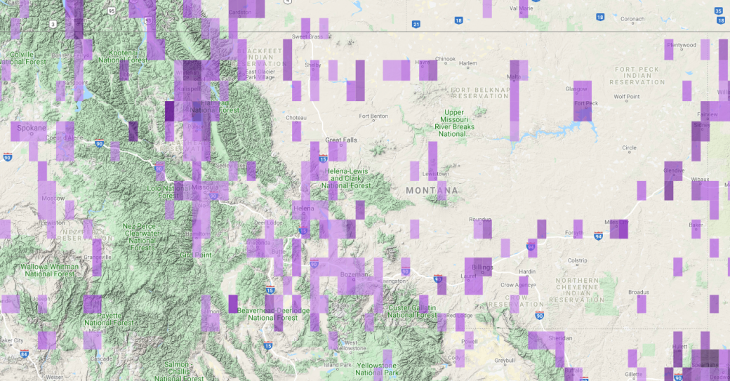 A New Jay in Montana - eBird Montana