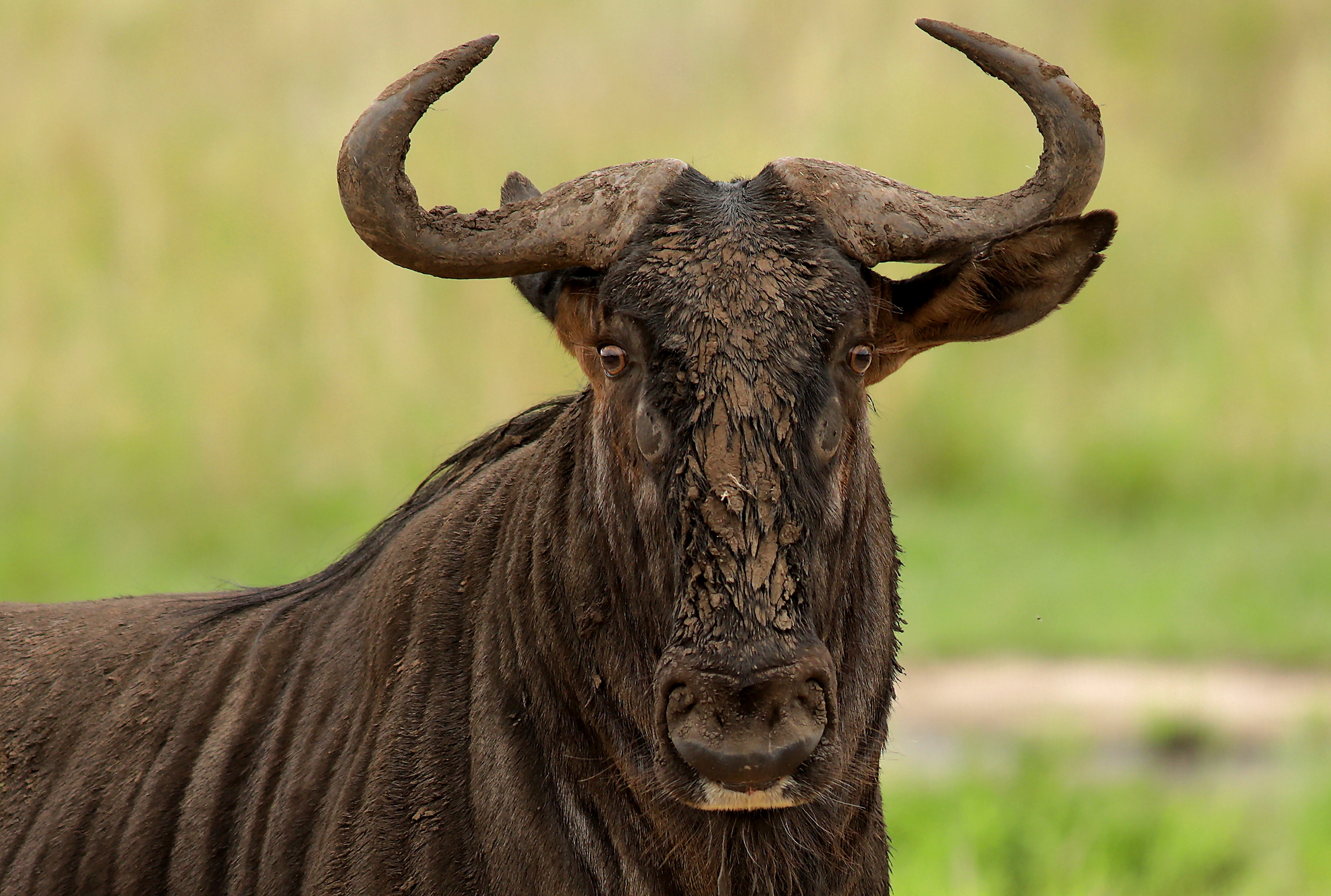 Photo by Wynand Uys via unsplash | animal, wildebeest, gnu, wildlife ...