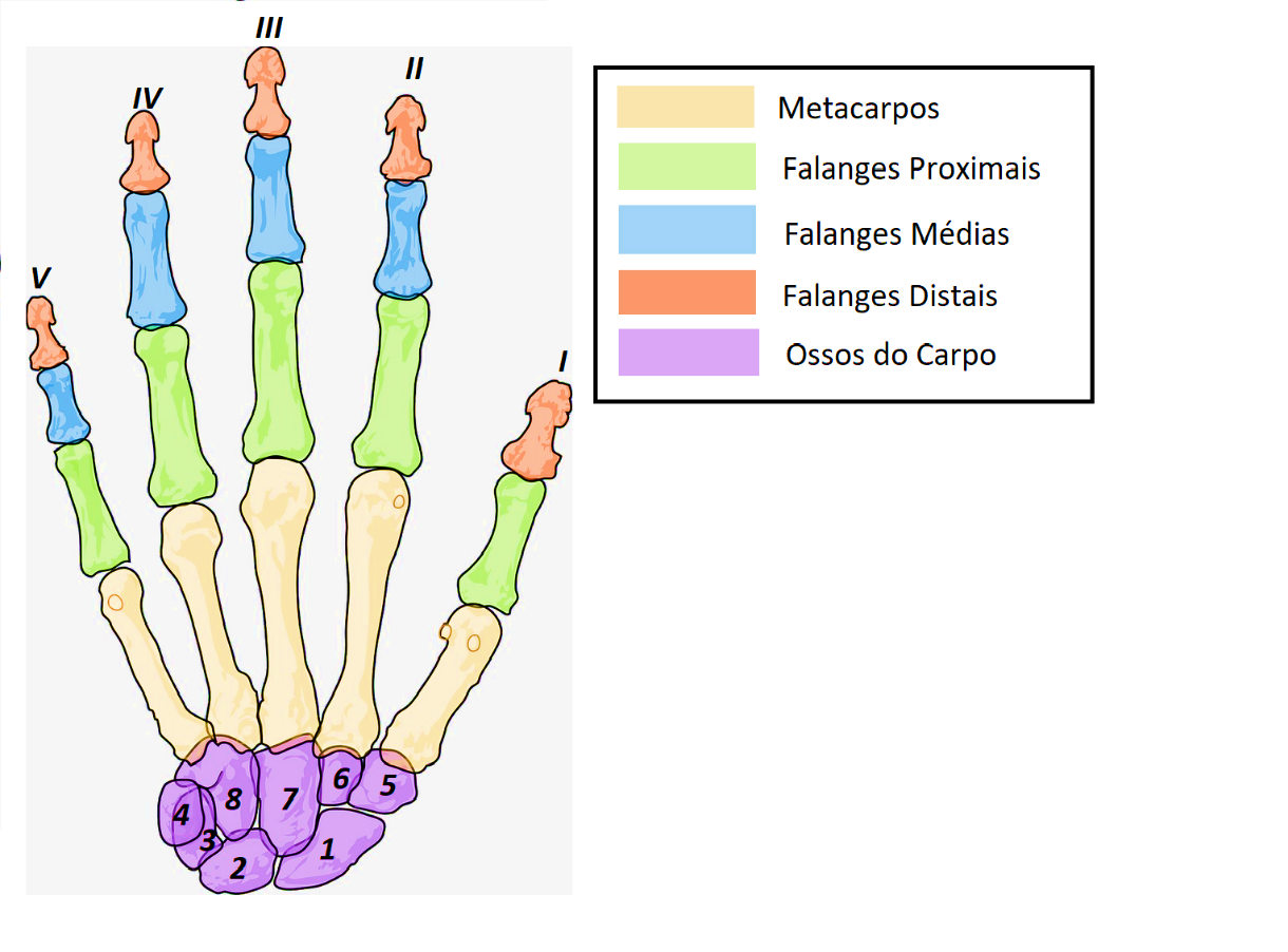 Osso Da Parte Intermediária Da Mão - LIBRAIN