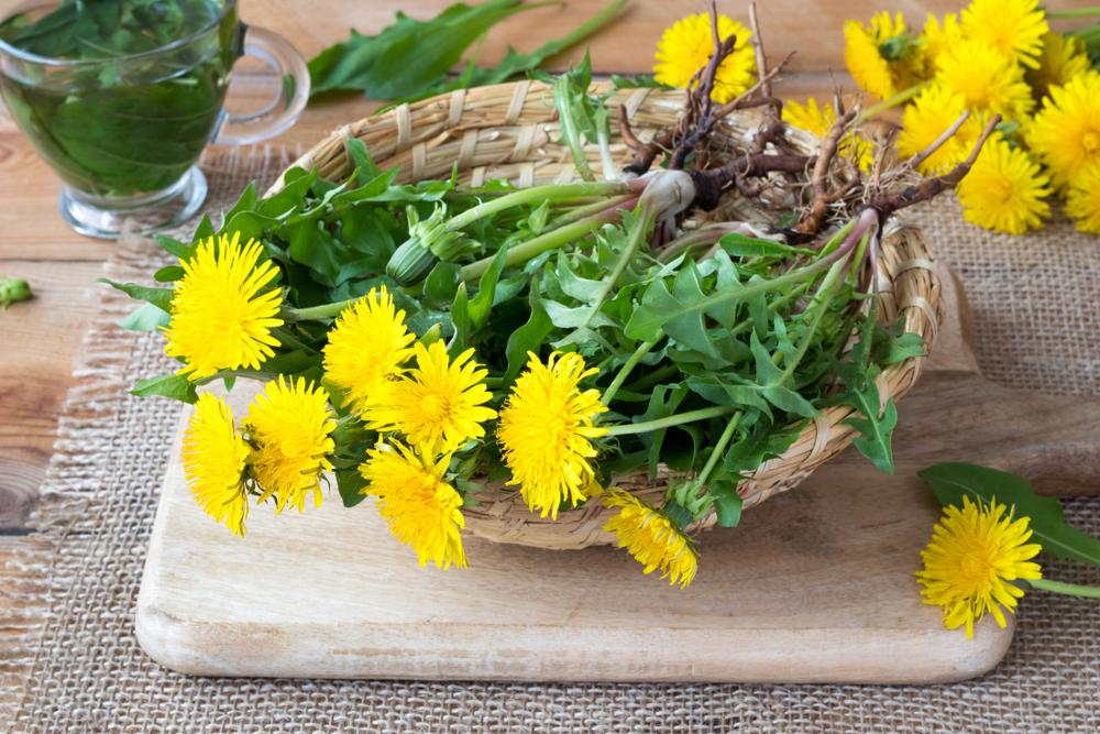 7 Science Backed Wonders of Dandelion Root | Jillian Michaels