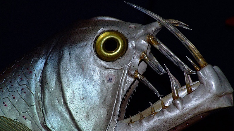 Biologists identify 16 deep-sea fish species with camouflage that wards ...