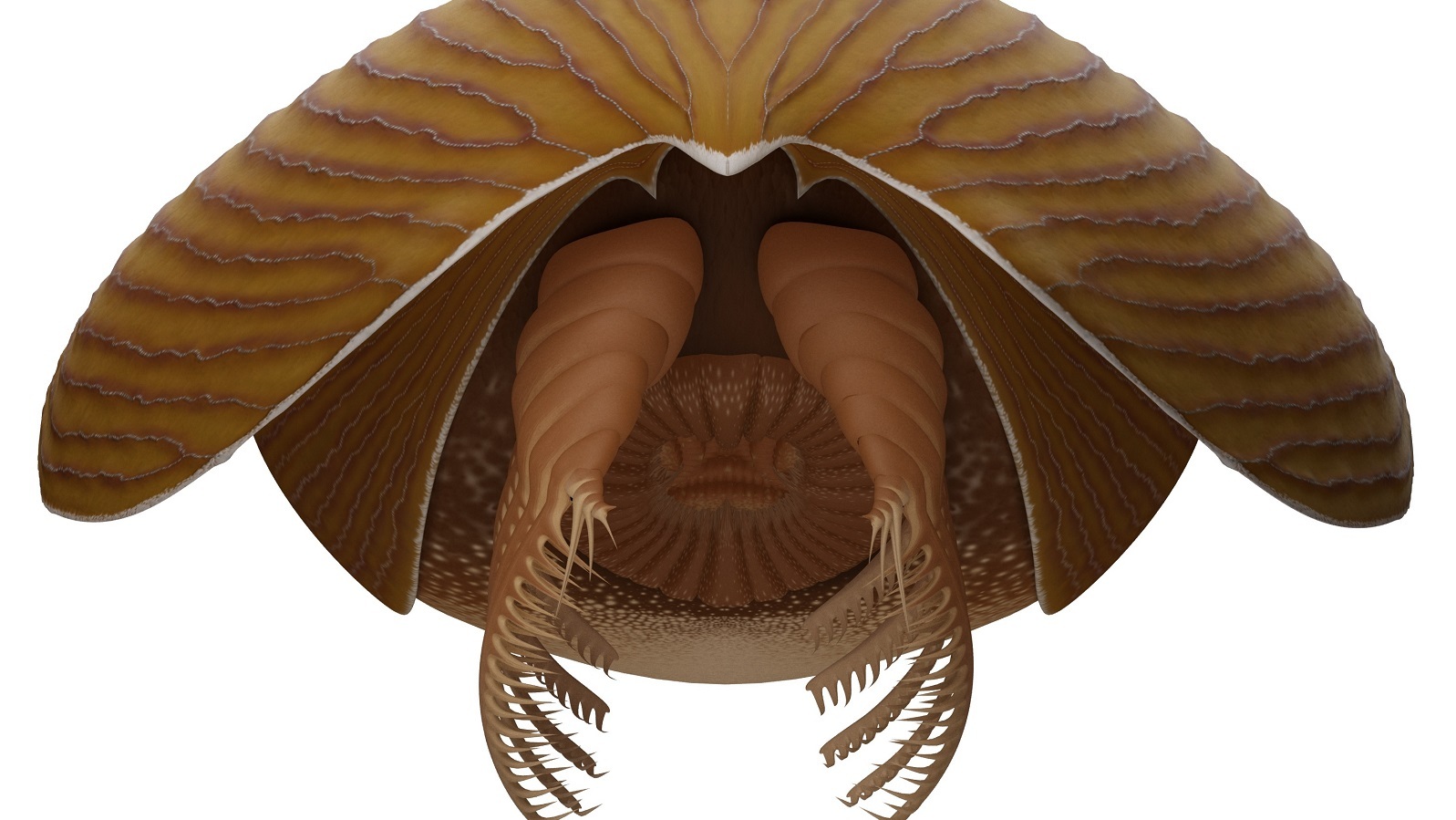 Canadian paleontologists uncover unusual Cambrian fossil from Burgess ...