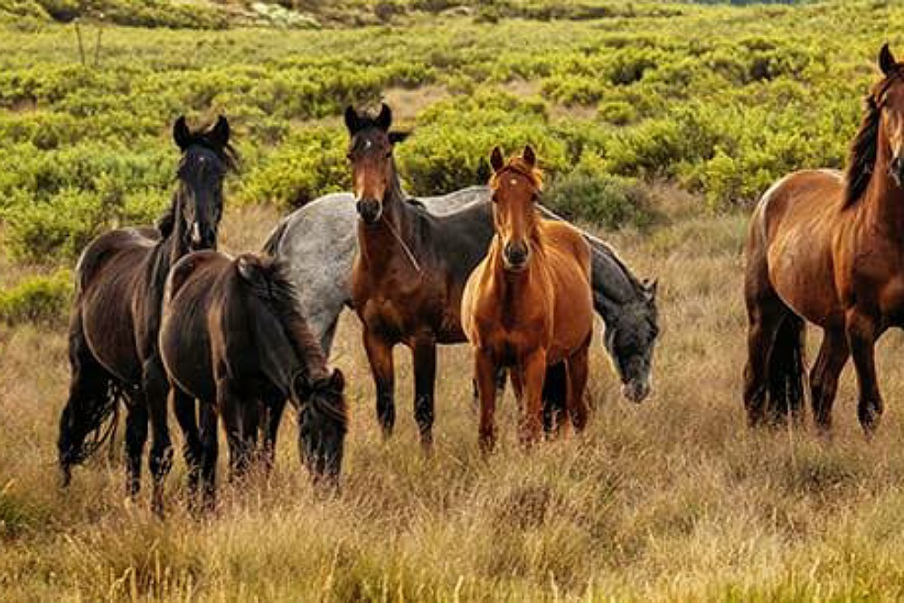 BLM to host wild horse and burro event in Springfield, Ohio | Mount ...