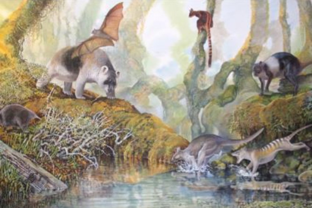 Giant Roo Relic Found in PNG | Current Science Daily