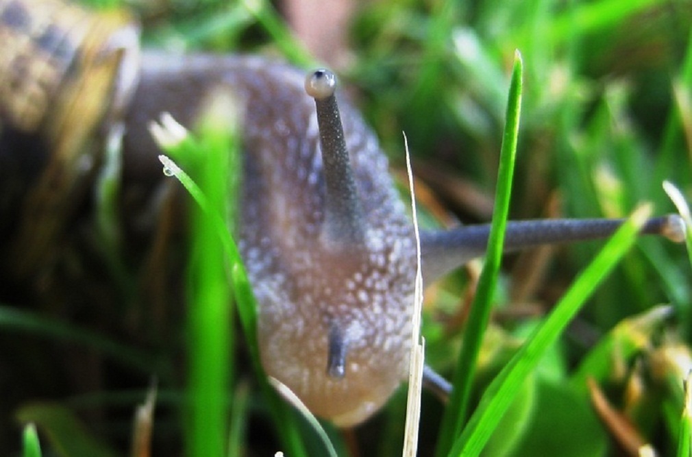 FLORIDA DEPARTMENT OF AGRICULTURE AND CONSUMER SERVICES: Florida ...