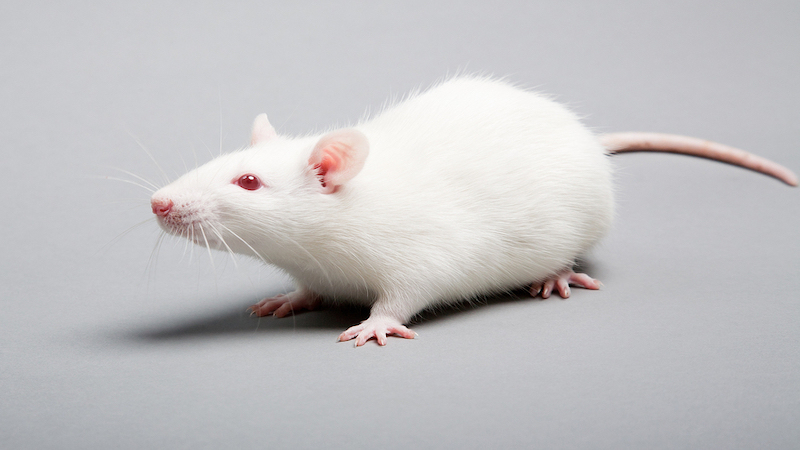 Scientists develop new 'DARLIN' mouse model with high clonal barcode ...