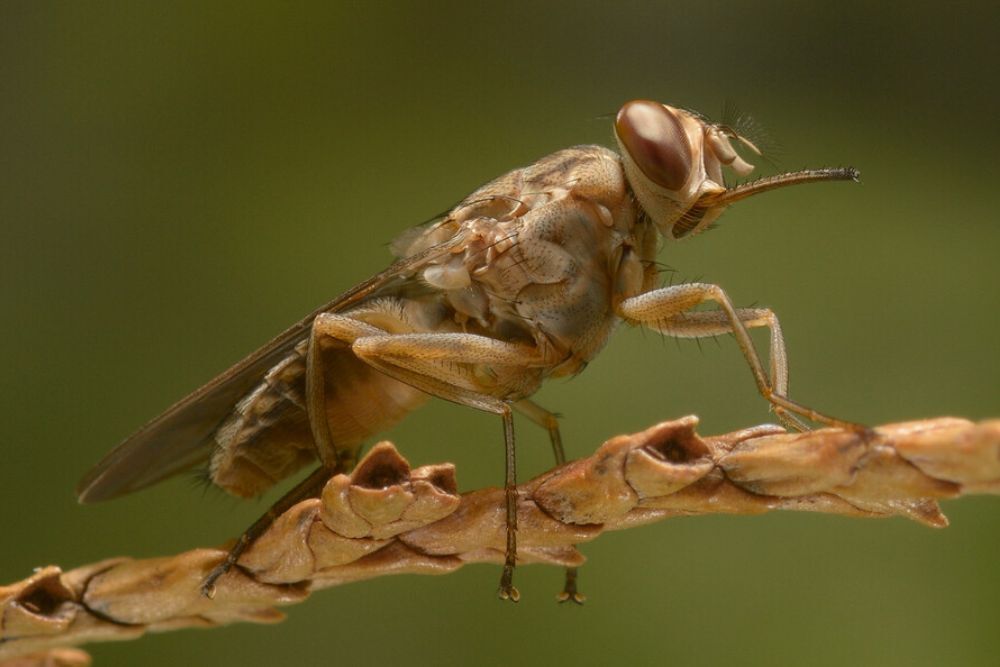 Newly Identified Tsetse Fly Pheromone May Help Curb Disease Spread ...