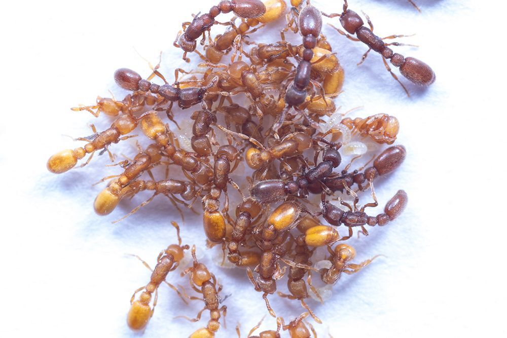 Illuminating The Evolution of Social Parasite Ants | Current Science Daily