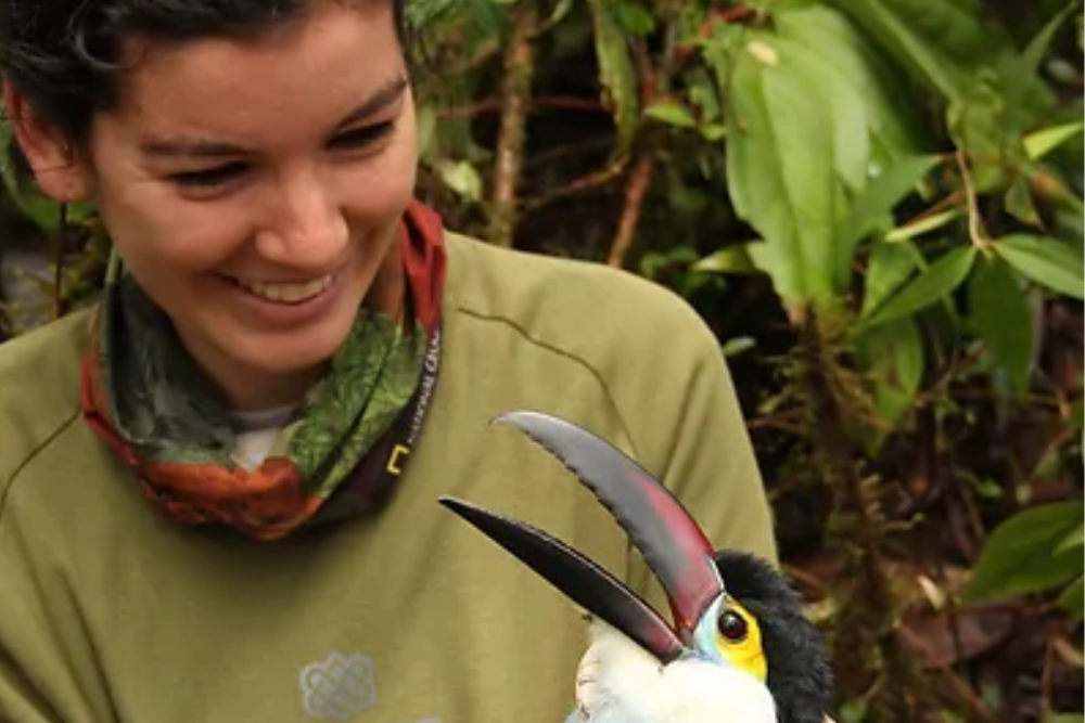 Colombia, A Global Biodiversity Hotspot, Faces Rising Threats To Bird ...