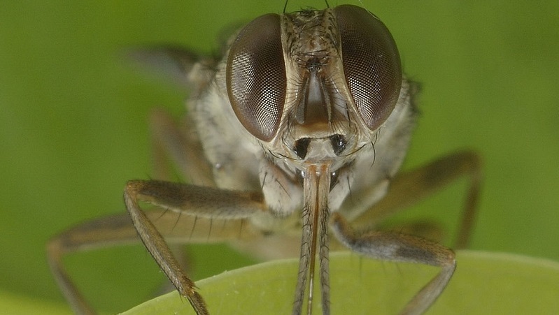 Tsetse fly breaks general rule that infants are smaller than mothers ...