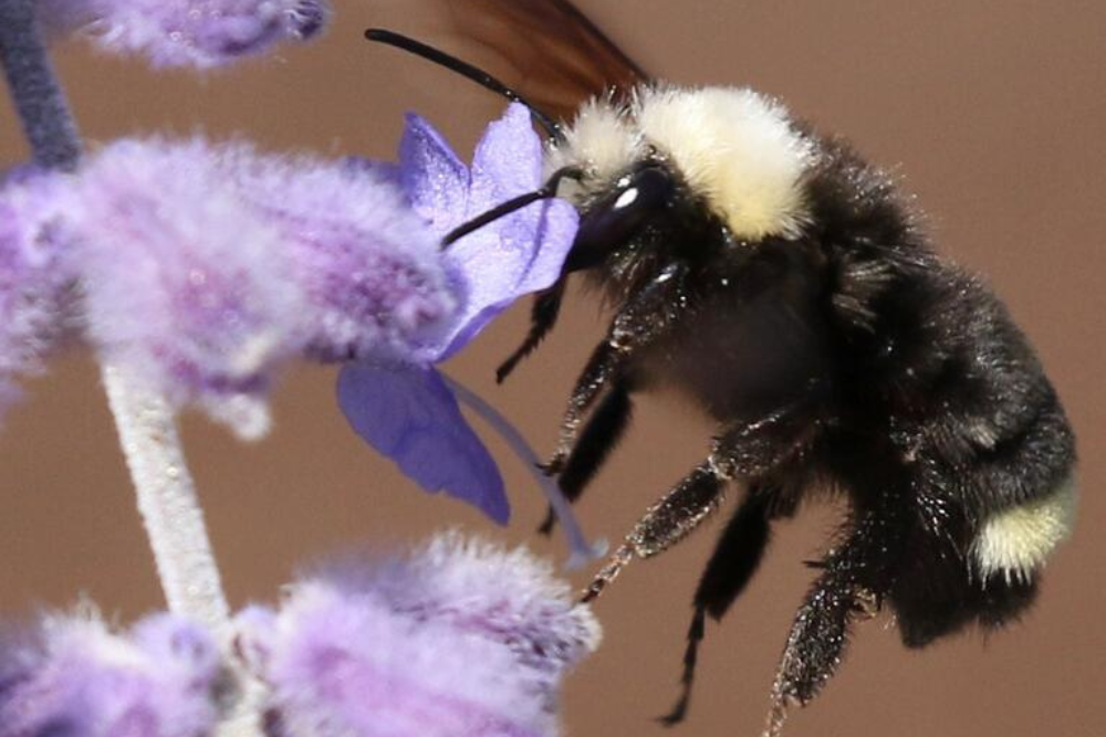 Scientists Fail to Locate Once-Common Ca Bumble Bees | Current Science ...