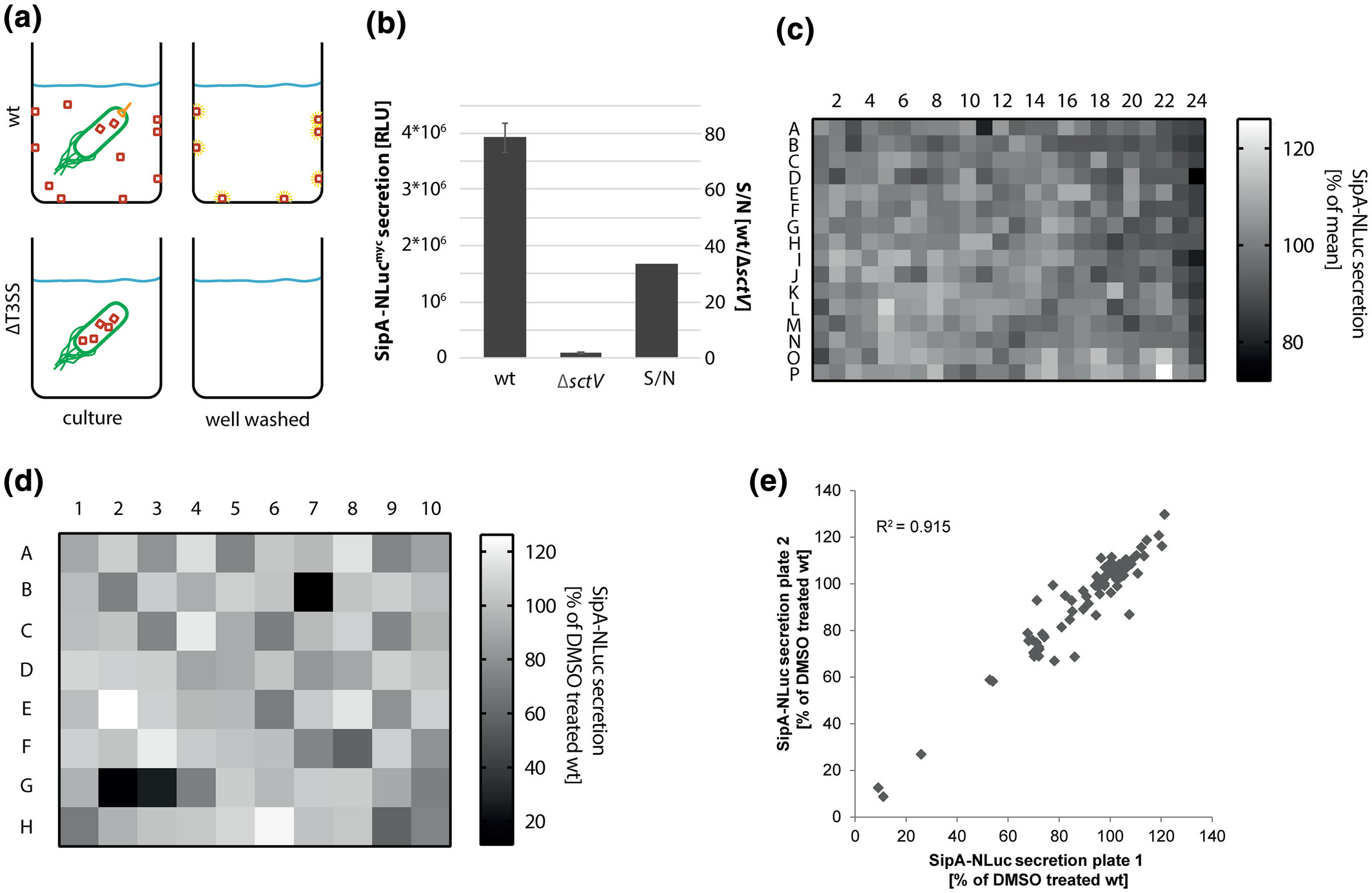 Researchers have a real-time look at how protein secretion works, using ...