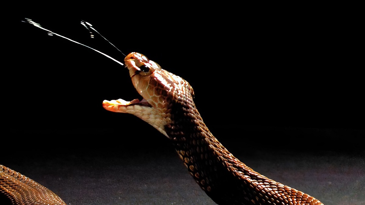 Spitting cobras have a similar defense strategy that has independent ancestry | Current Science ...