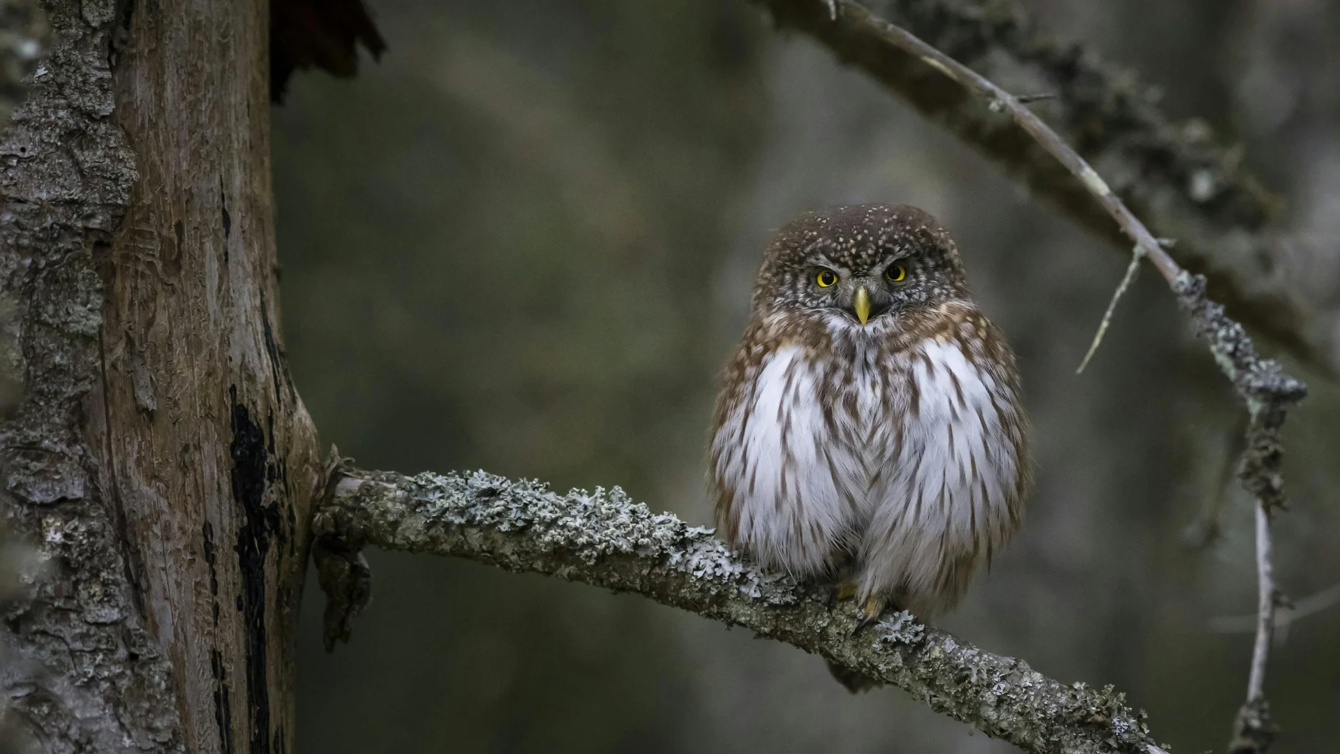 Discover the world of owls at February’s Family Nature Quest | Mount ...
