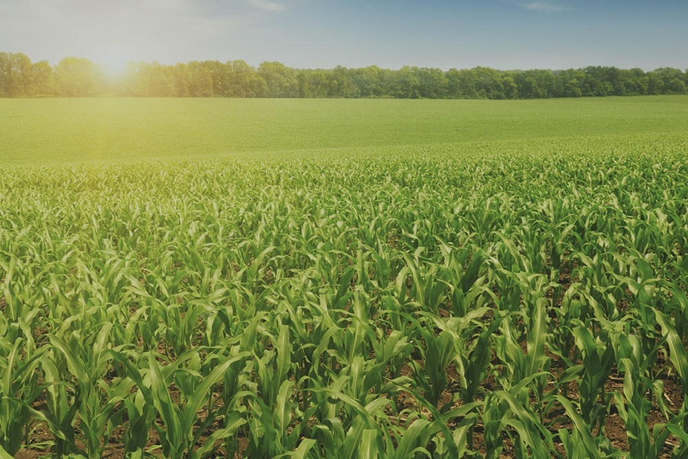 CGB INSURANCE COMPANY: USDA Extends Deadline to Report Spring-Seeded ...