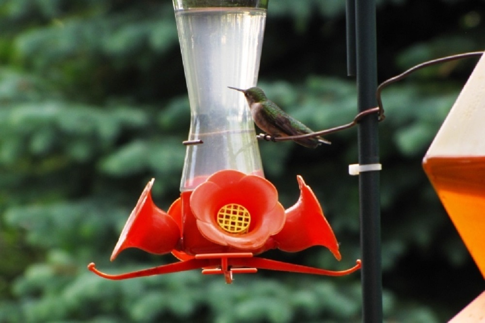 FIELD MUSEUM: Hummingbirds’ rainbow colors come from pancake-shaped ...