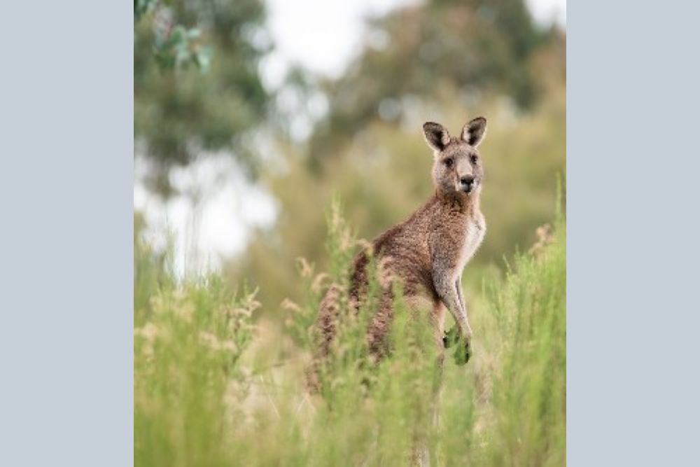 Skipping Evolution: Some Kangaroos Didn’t Hop, Scientists Explain ...