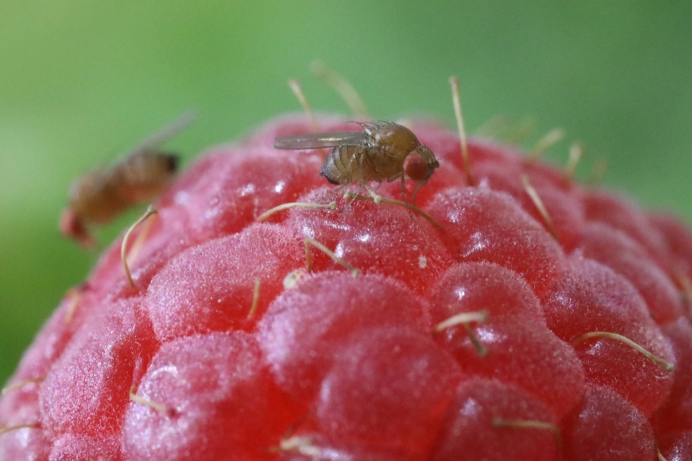 CRISPR-based Technology Targets Global Crop Pest | Current Science Daily
