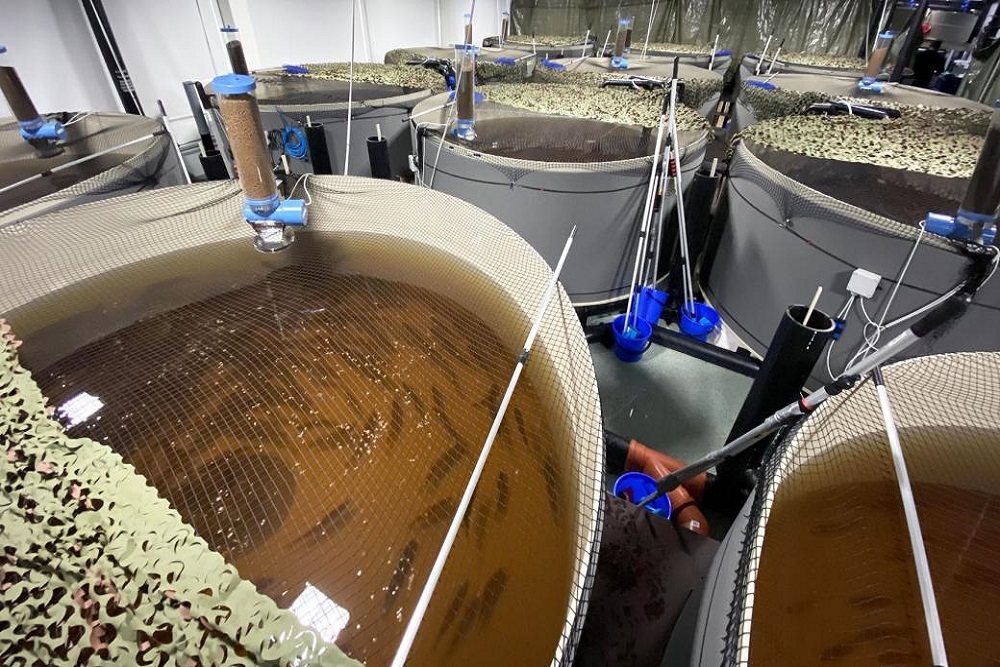 Professor Craig Primmer Received an Erc Advanced Grant | Current ...