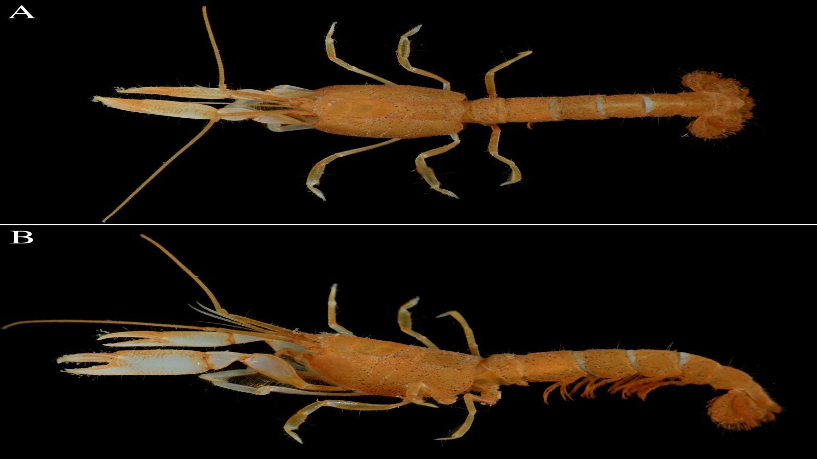 Researchers find new species of mud shrimp off coast of Panama ...