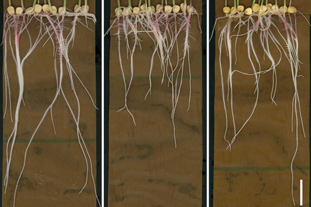 Groundbreaking Images of Root Chemicals Offer New Insights on Plant ...