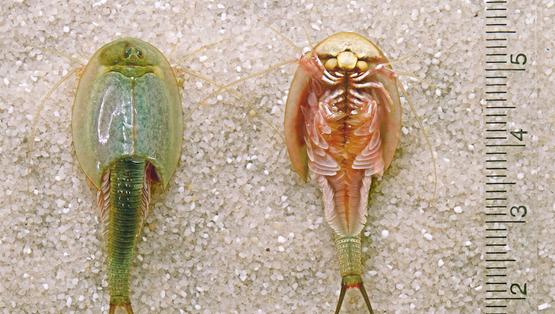 Prehistoric shrimp discovered after heavy rains in Arizona | Current ...