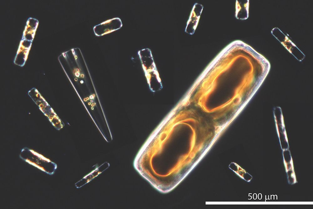 Phenomenal Phytoplankton: Scientists Uncover Cellular Process Behind ...