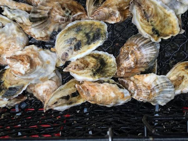 Tiny But mighty: Sunset Beach Aquaculture Preserves a Marine Treasure ...