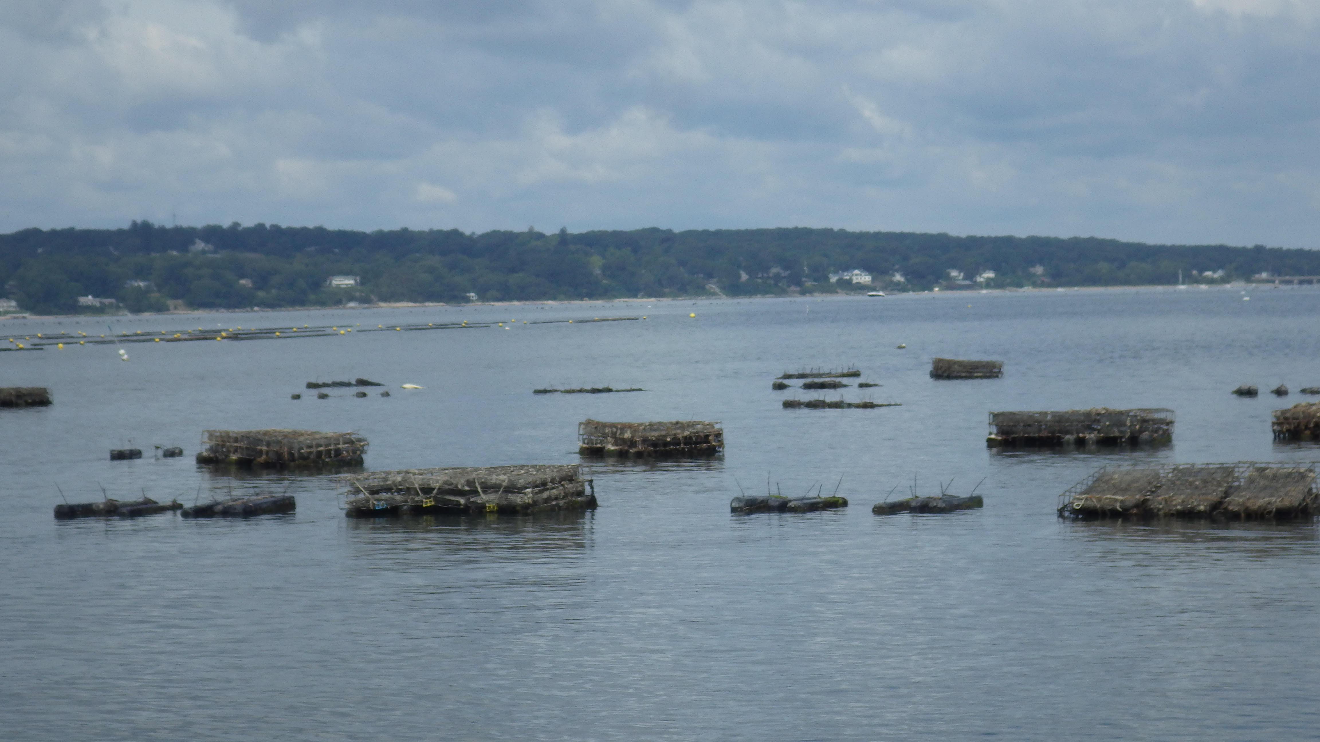 Tiny But mighty: Sunset Beach Aquaculture Preserves a Marine Treasure ...