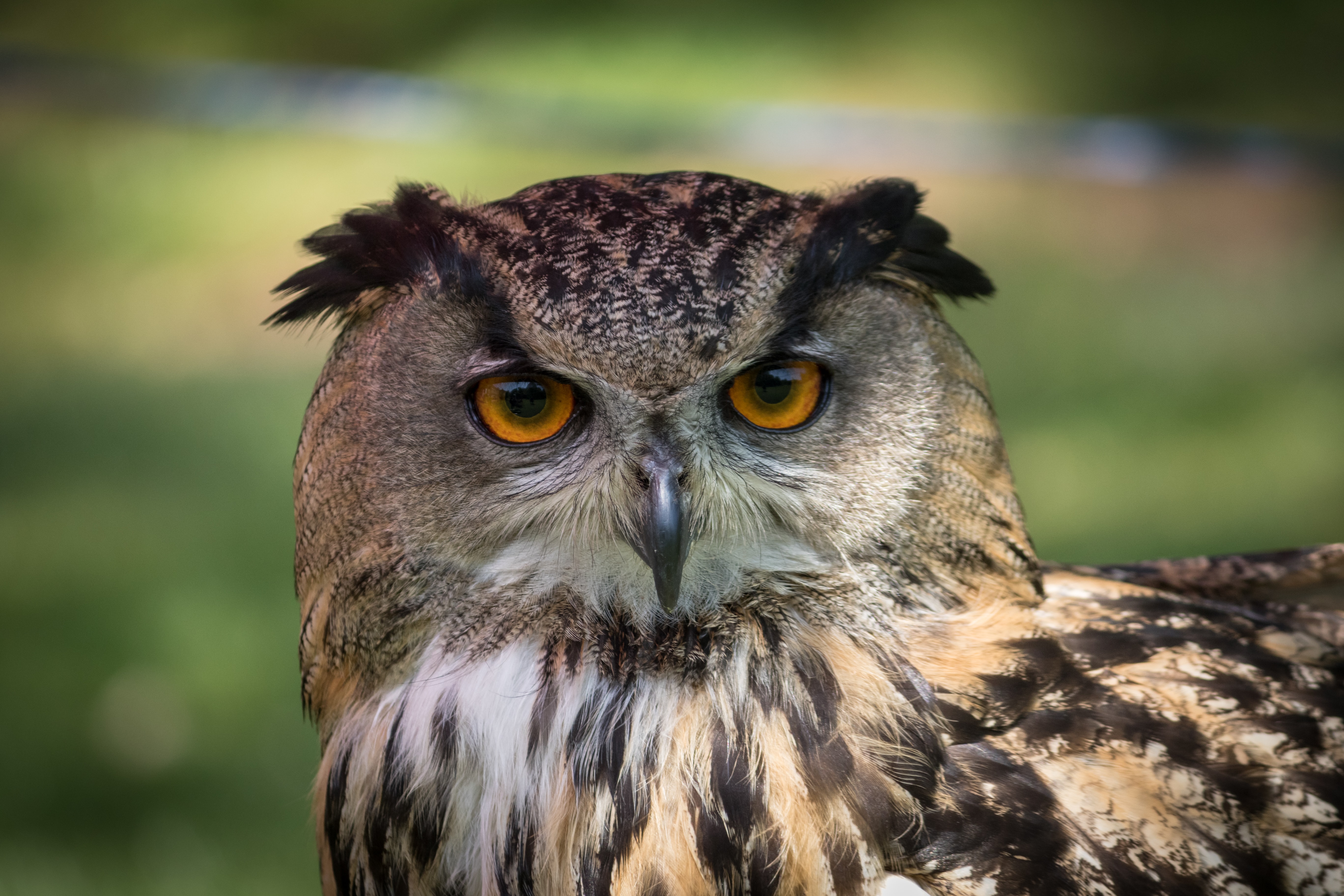 Birds of Prey - Kinute