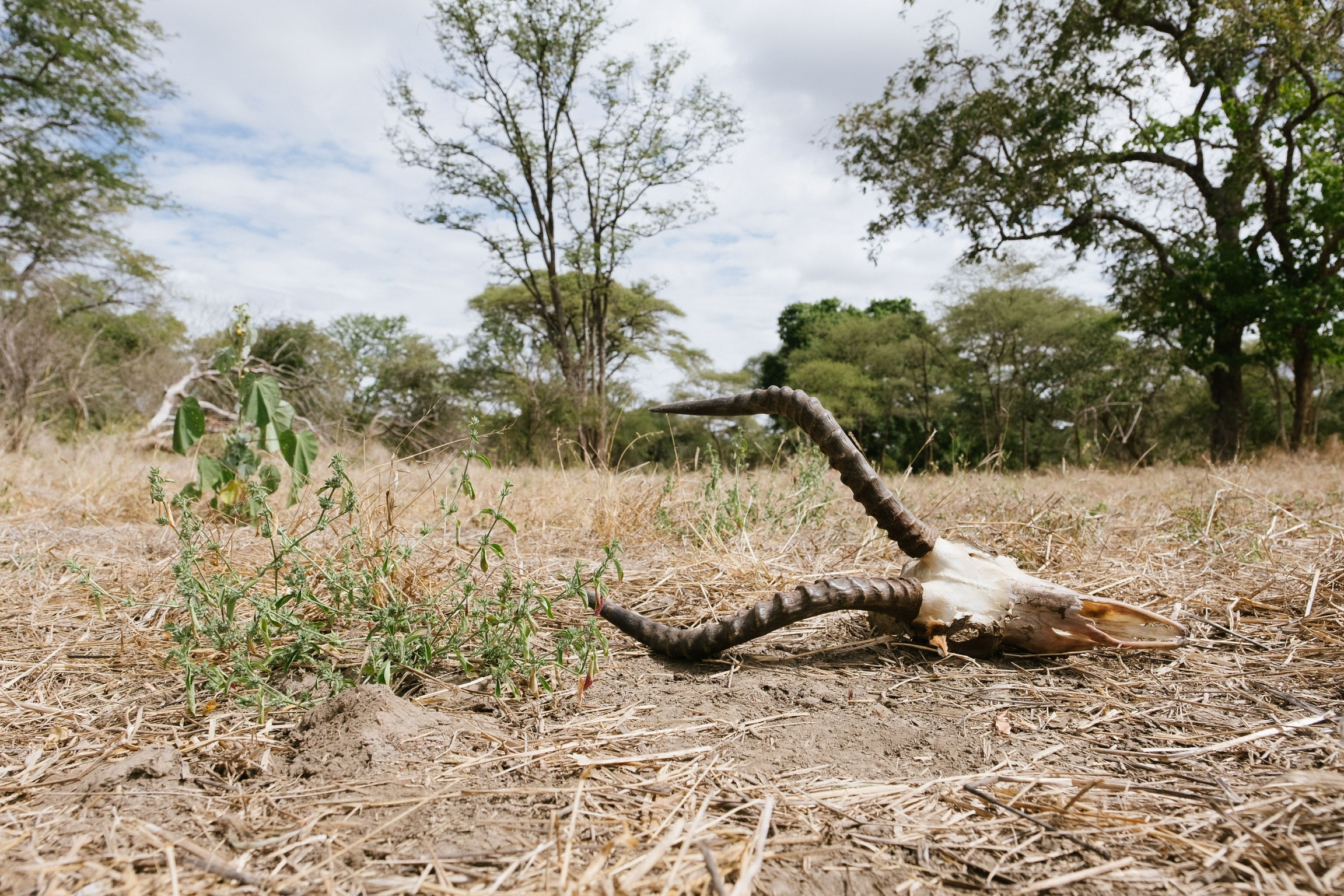 ‘Killing the Shepherd’ tells powerful true story of poaching’s impact ...