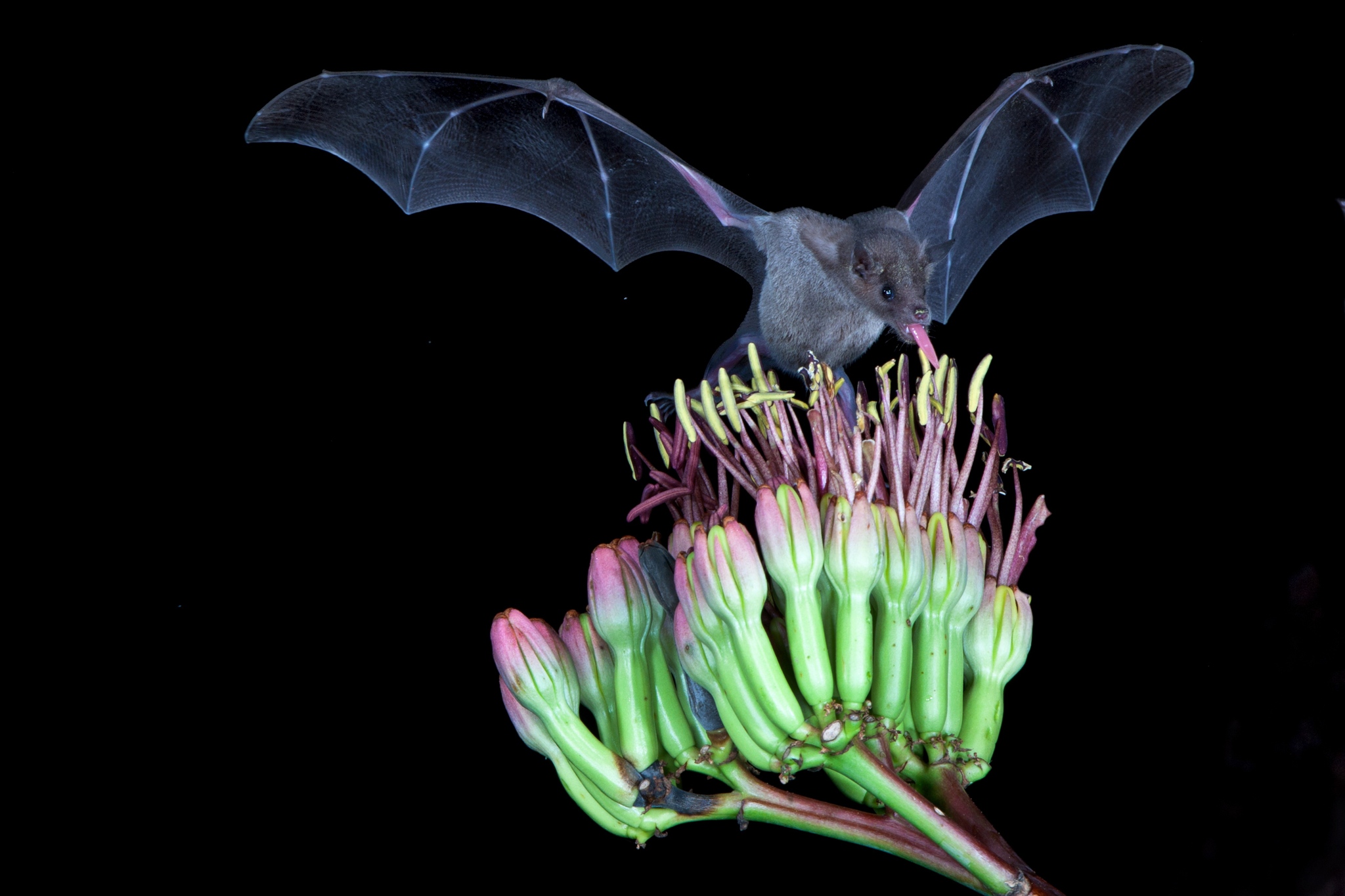 Bat Conservation International