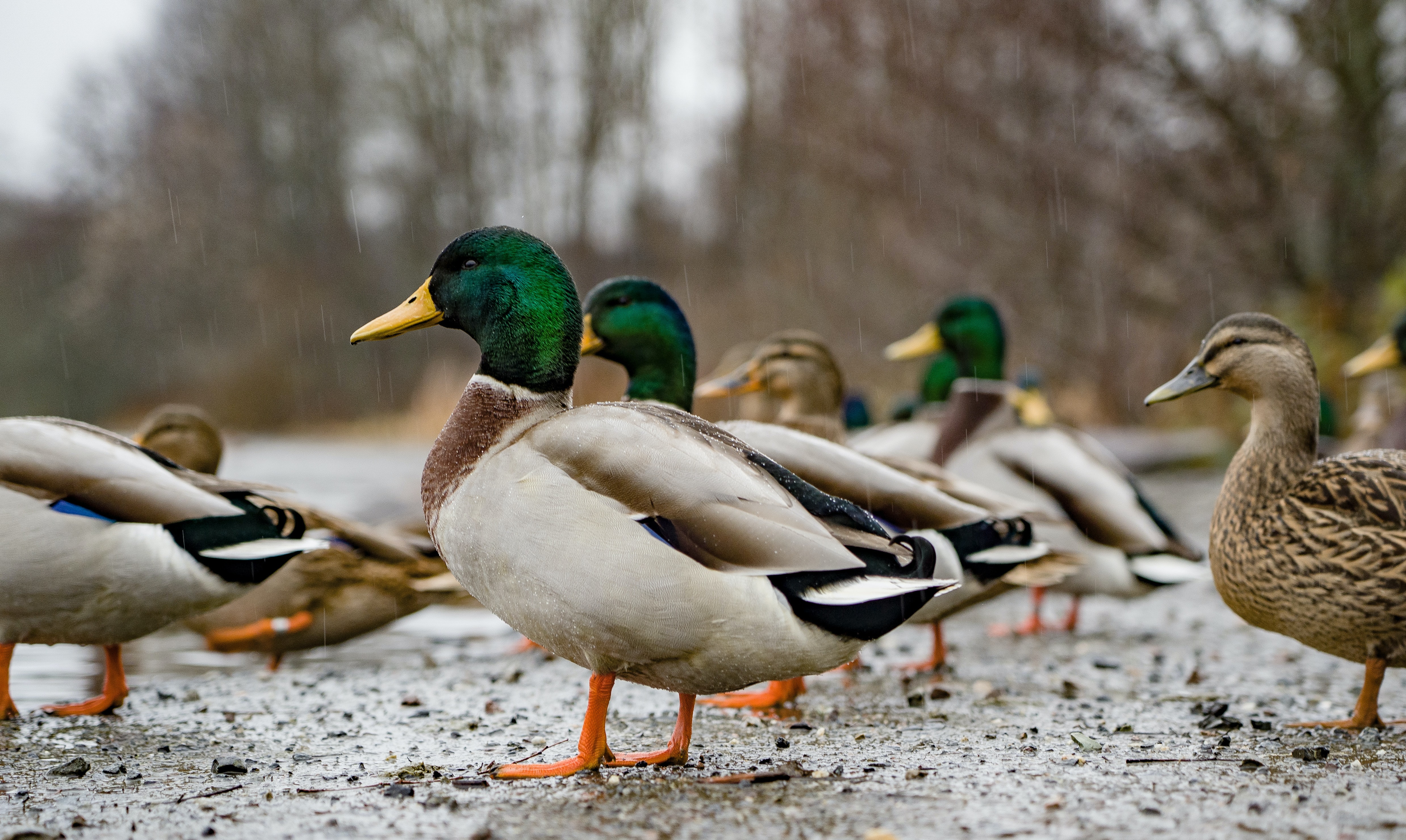 Waterfowl - Kinute