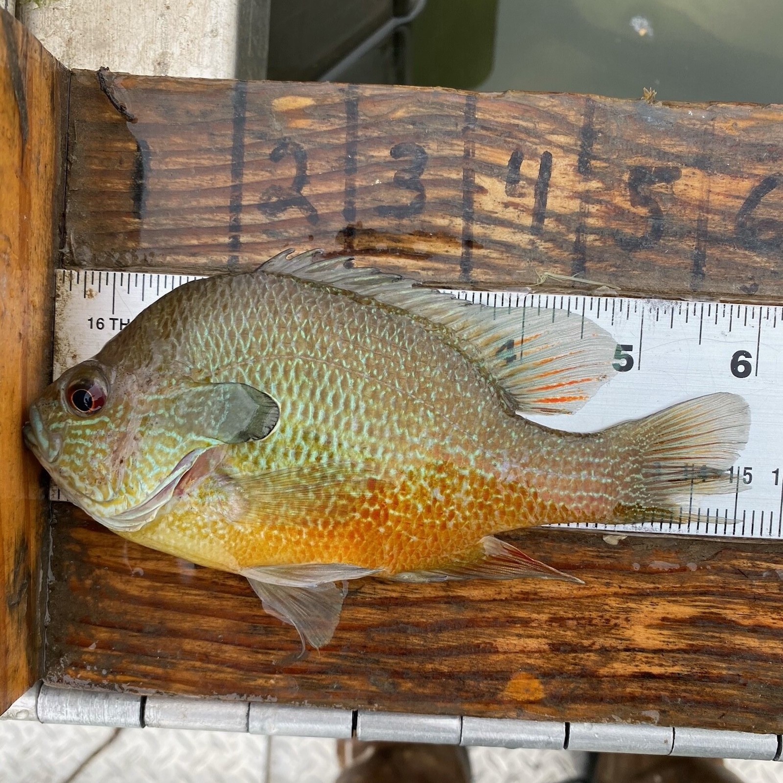 Fish tale: The shocking tale of electrofishing - Kinute