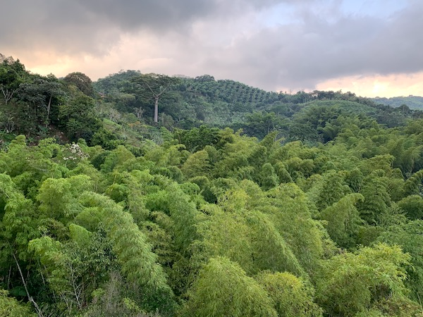 Colombia, A Global Biodiversity Hotspot, Faces Rising Threats To Bird ...