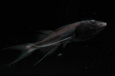 Study Reveals How Ancient Fish Colonized The Deep Sea | Current Science ...