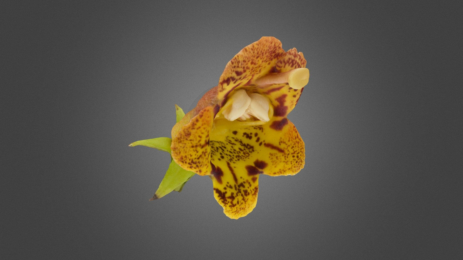 The Three Dimensions of a Flower | Current Science Daily